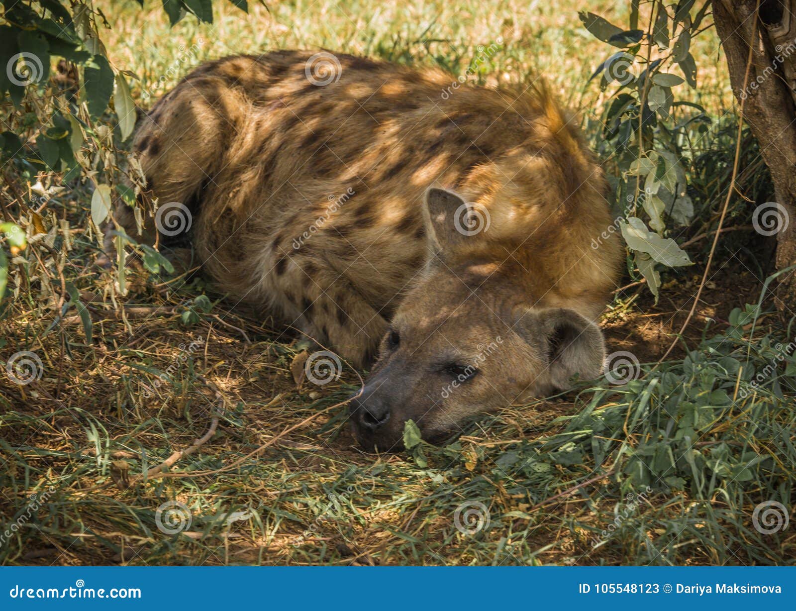 Red Hyena in Masai Mara in Kenya Stock Image - Image of portrait ...