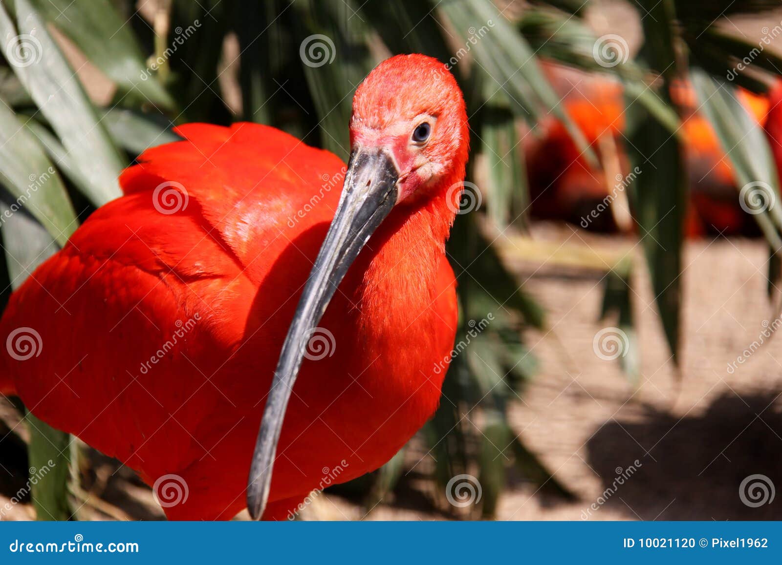 Red Ibis stock photo. Image of bright, bill, walking - 10021120