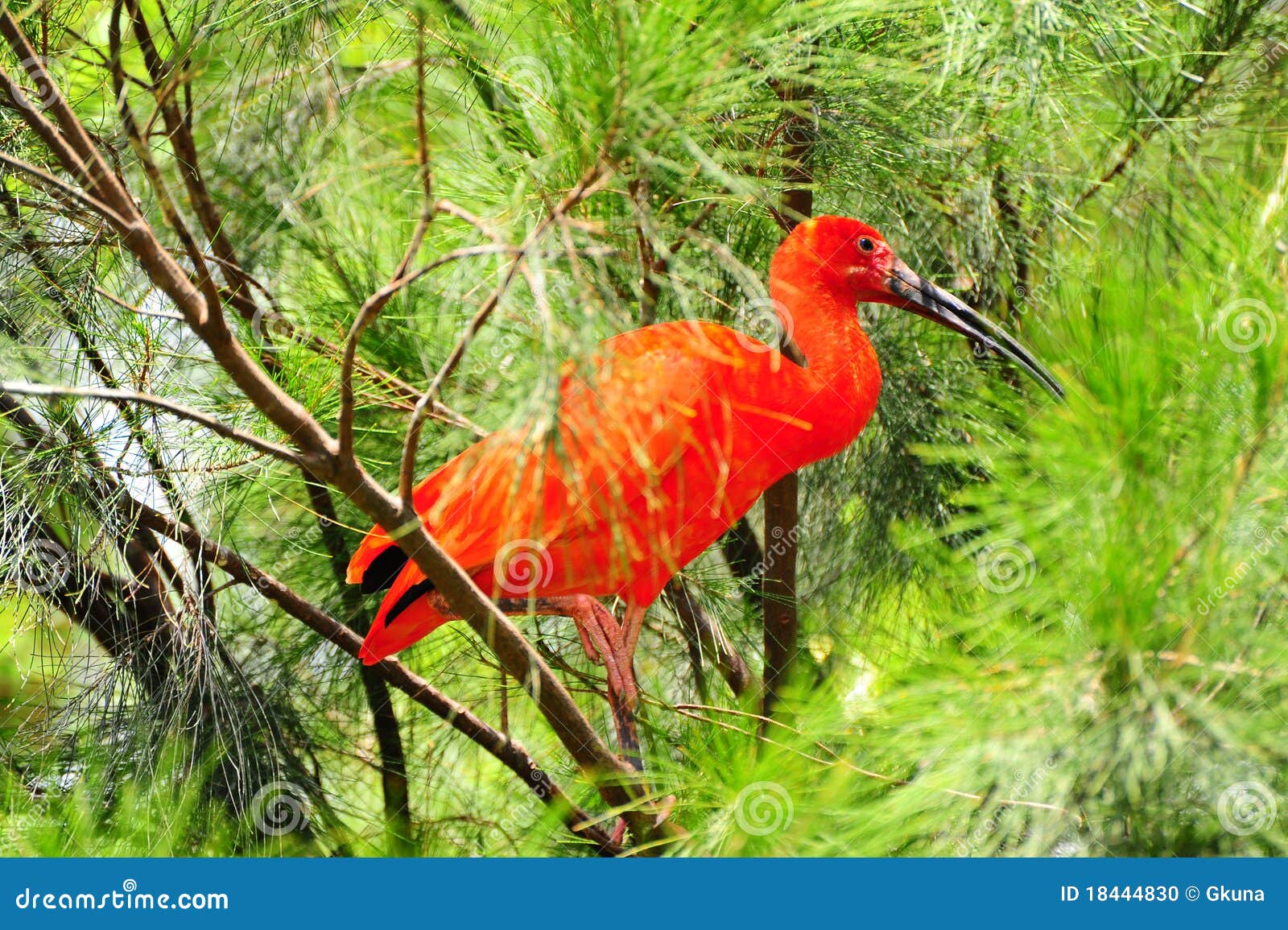 Red Ibis stock photo. Image of fowl, dense, animal, nature - 18444830