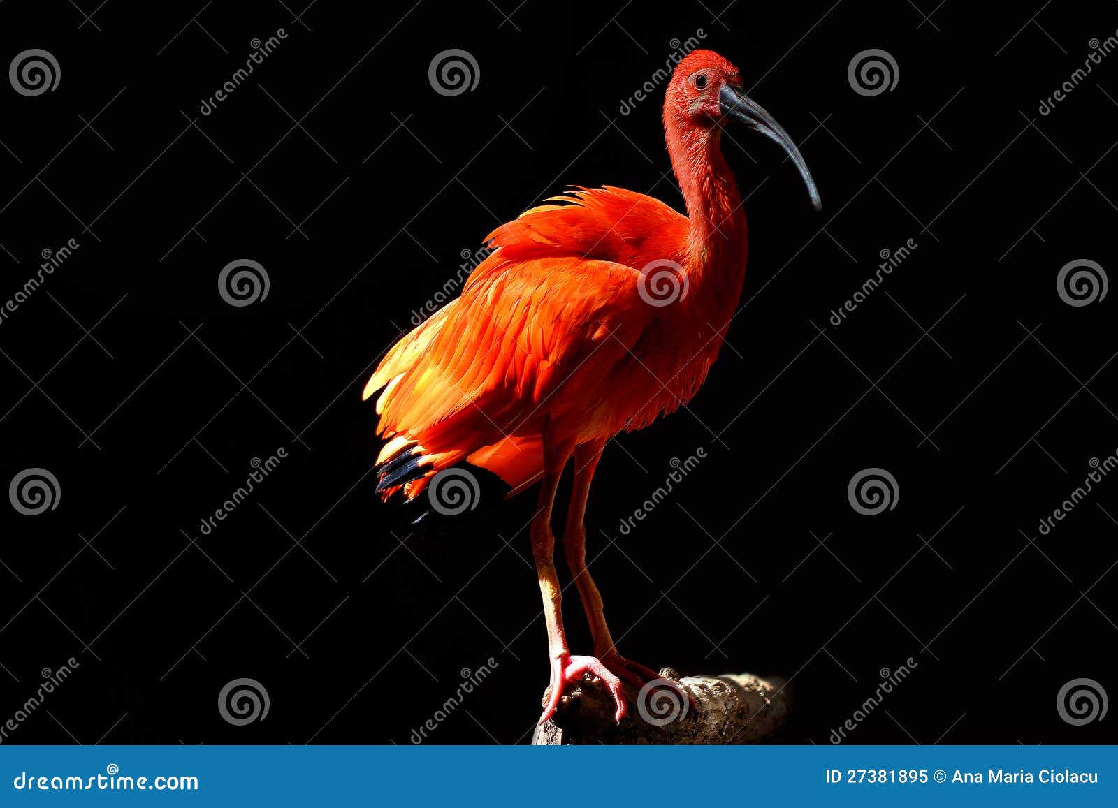 Red Ibis stock image. Image of beautiful, clean, branch - 27381895