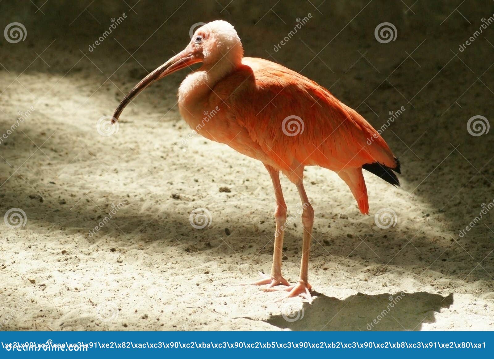 Red ibis stock image. Image of birds, bronx, birdwatching - 5309913