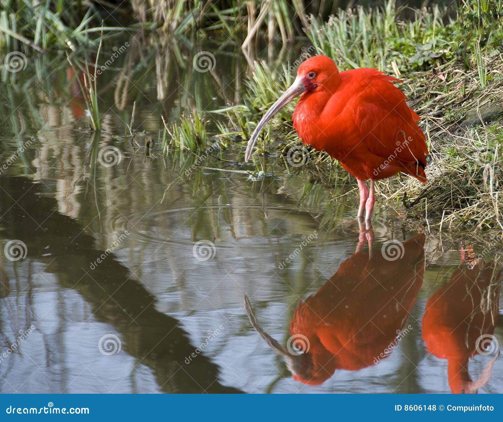 Red ibis stock photo. Image of pair, season, color, lake - 8606148