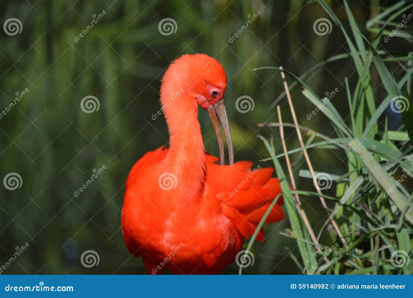 Red ibis stock photo. Image of natuur, dierentuin, ibis - 59140982