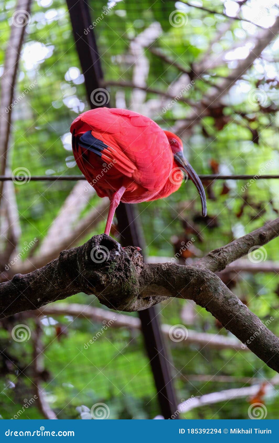 Red ibis bird stock photo. Image of colours, park, orange - 185392294