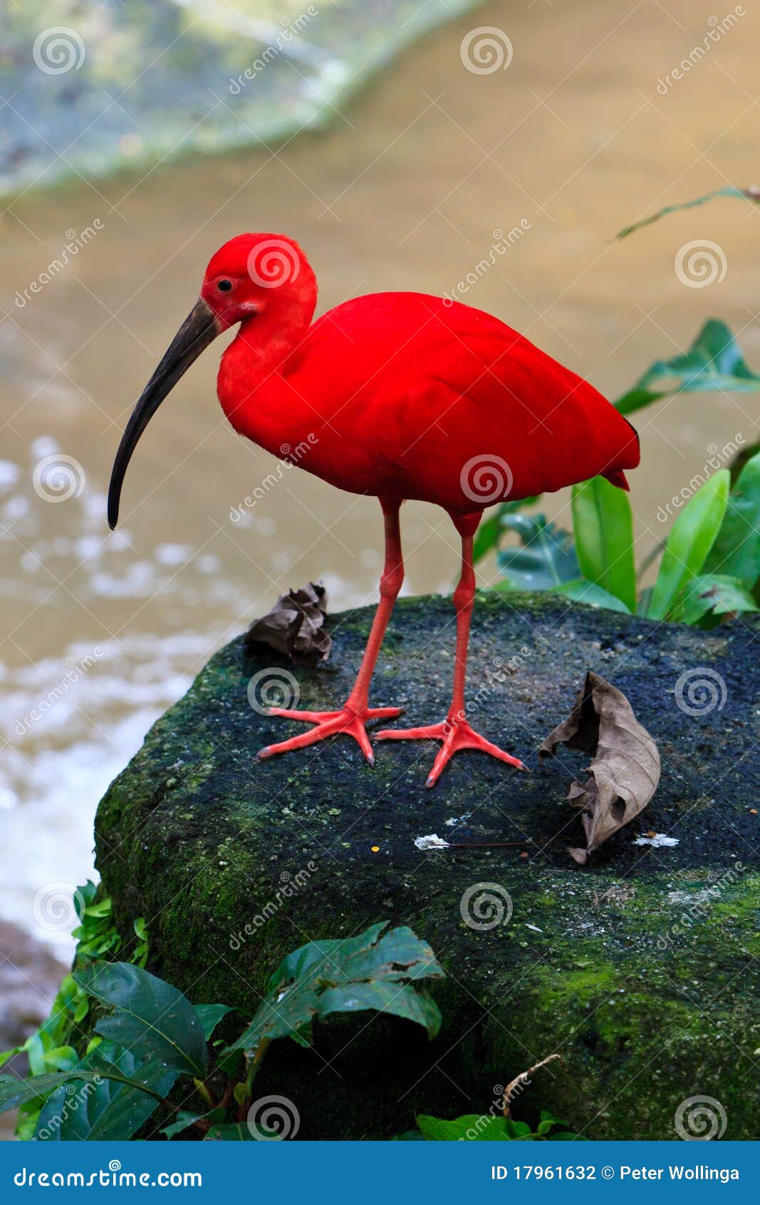 Red Ibis Bird Near the Water Stock Photo - Image of tropical, jungle ...