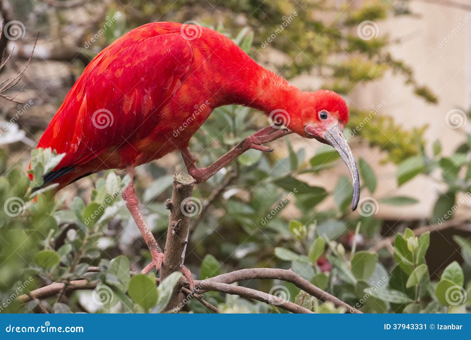 Red ibis bird portrait stock image. Image of beautiful - 37943331