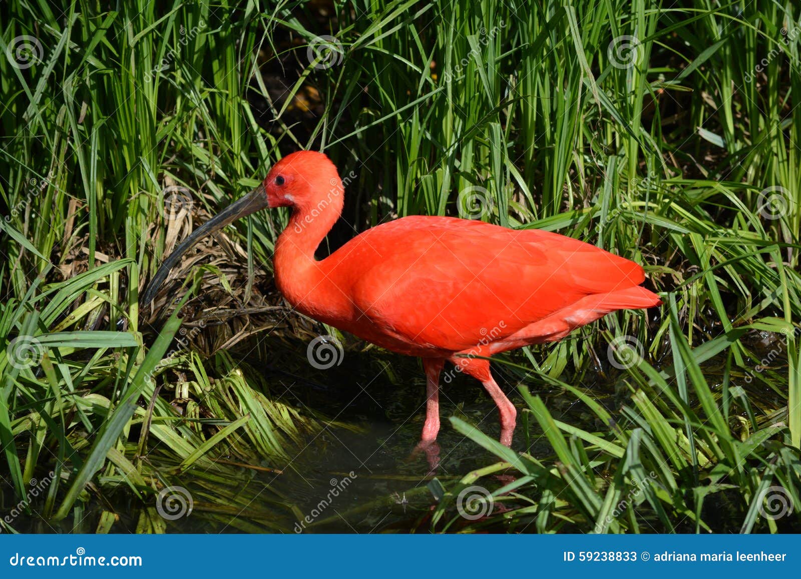 Red ibis stock image. Image of animals, ibis, birds, wildlife - 59238833