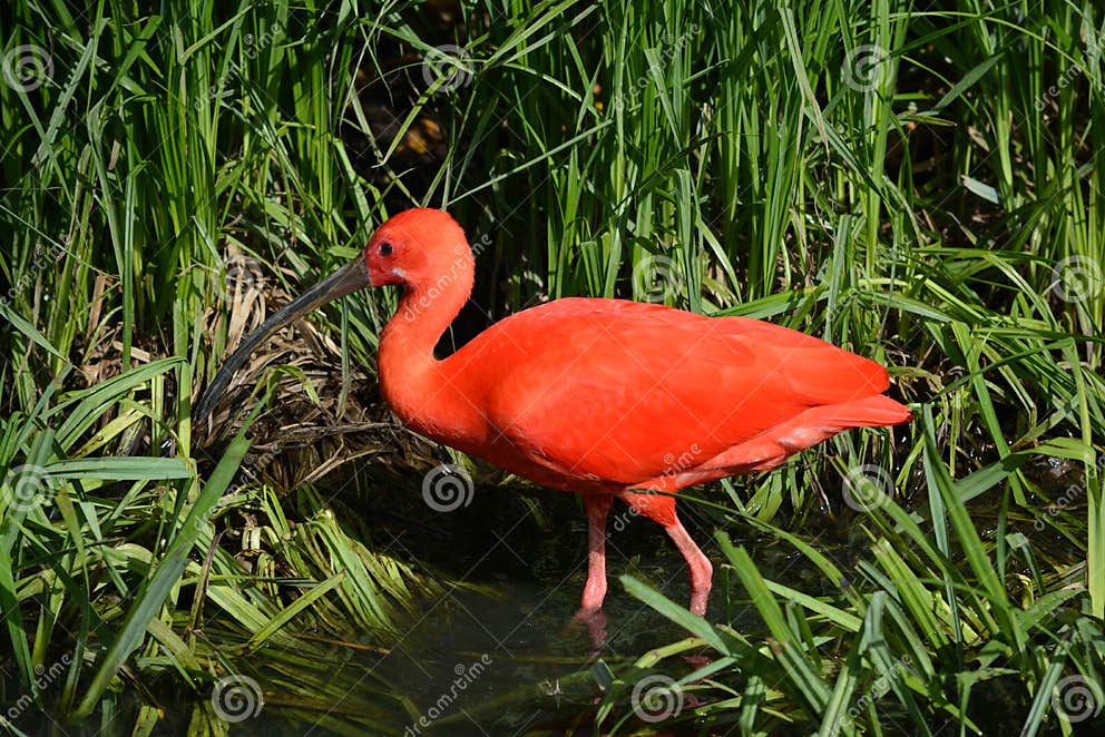 Red ibis stock image. Image of animals, ibis, birds, wildlife - 59238833