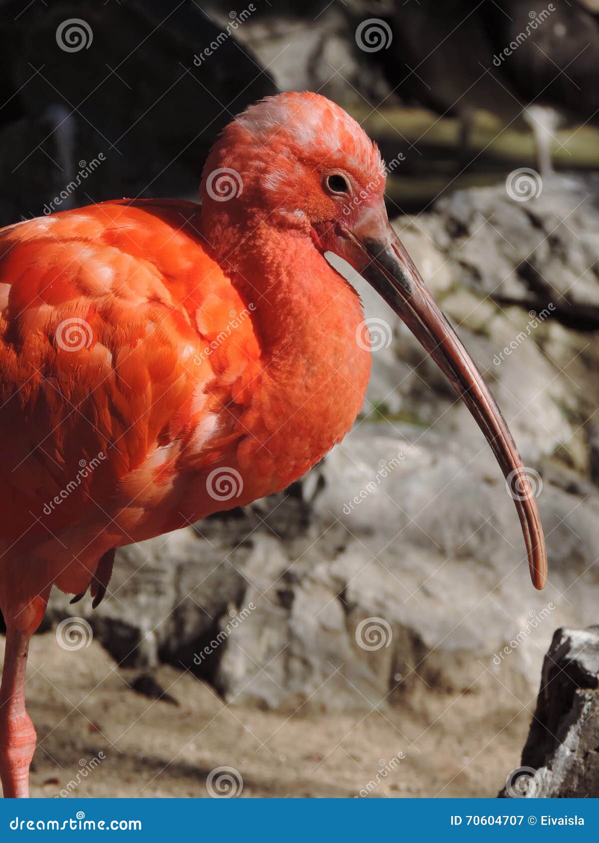 Red ibis stock image. Image of water, ibis, spread, river - 70604707