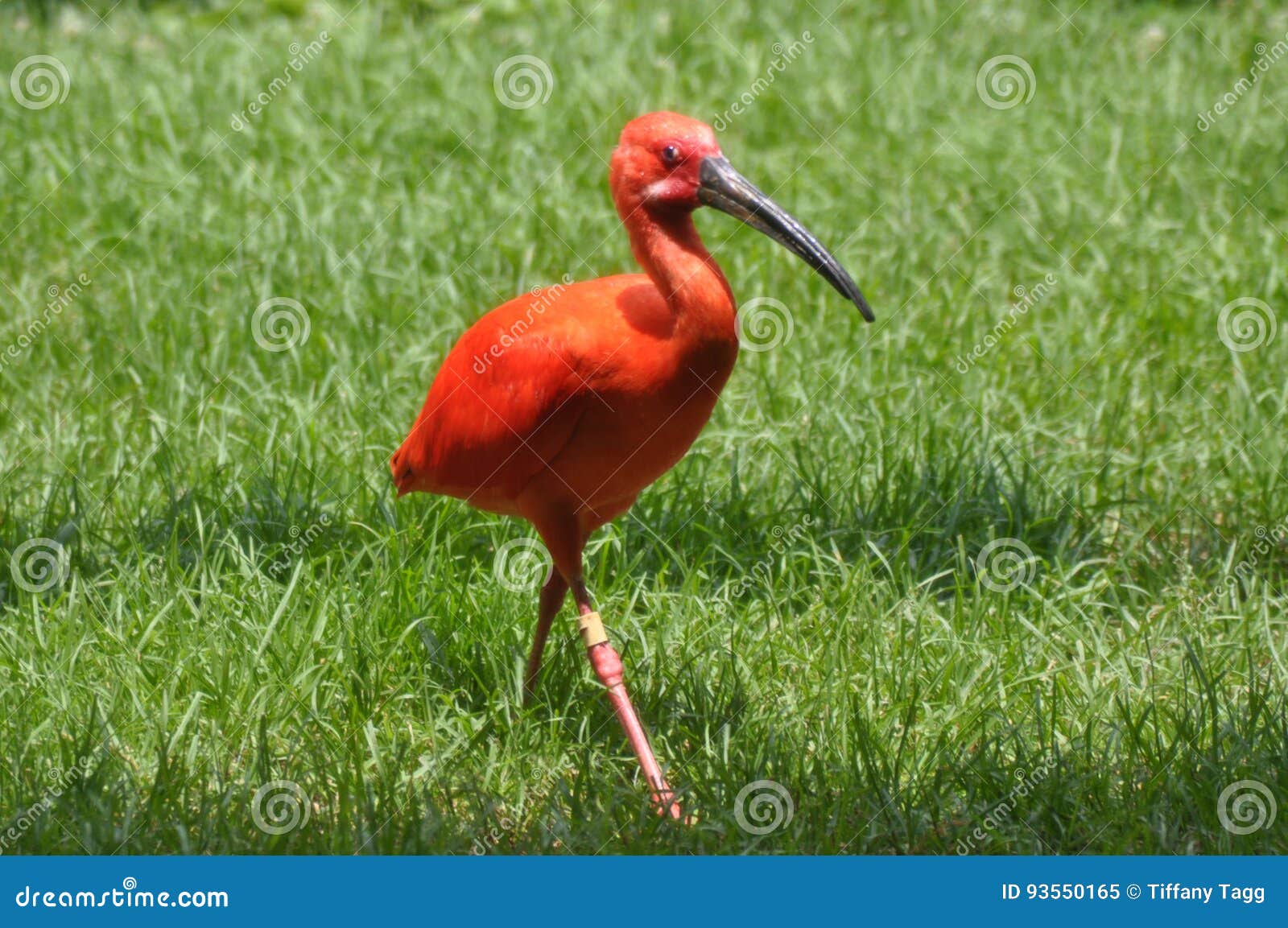Red Ibis in Grass stock image. Image of attractive, bright - 93550165