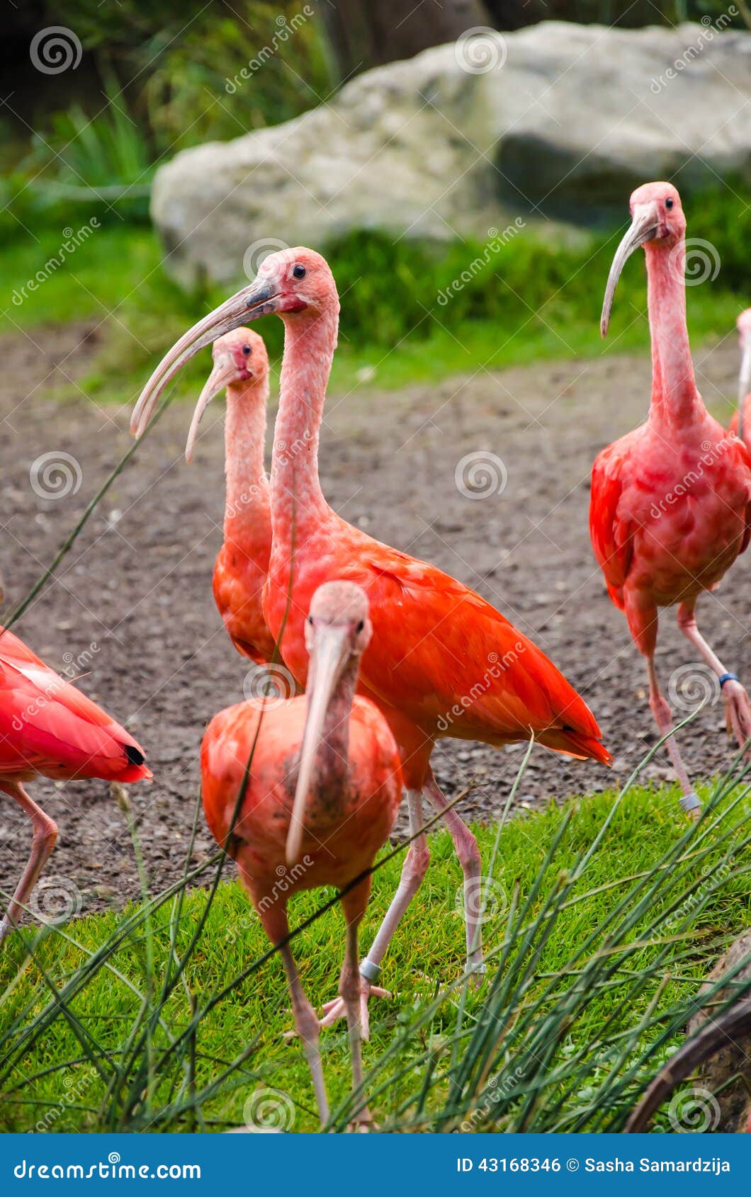 Red ibis stock photo. Image of species, green, fauna - 43168346