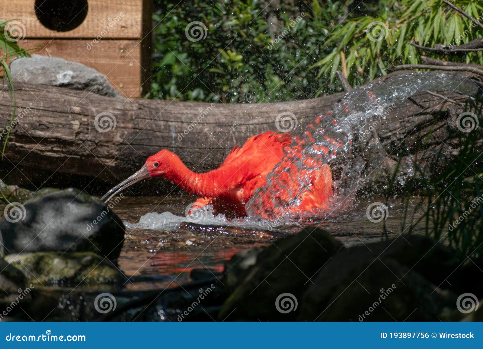 Red Ibis in a Pond with a Huge Log on the Background Stock Photo ...