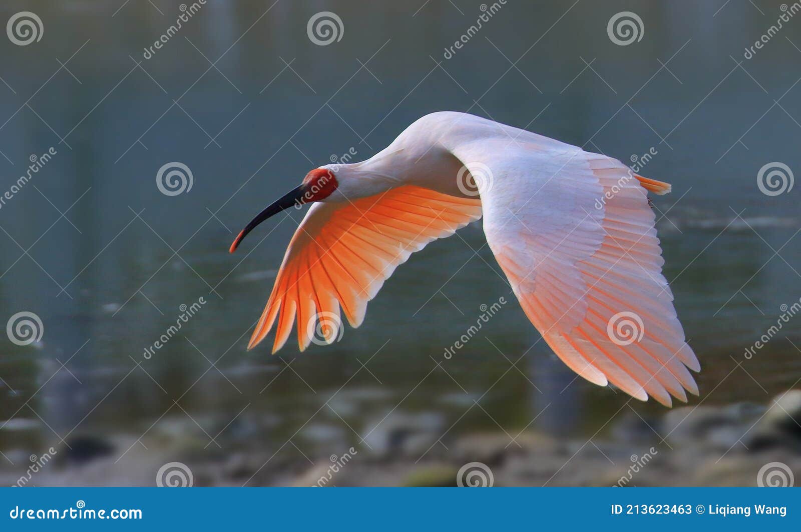 Red ibis stock image. Image of common, foraging, crane - 213623463