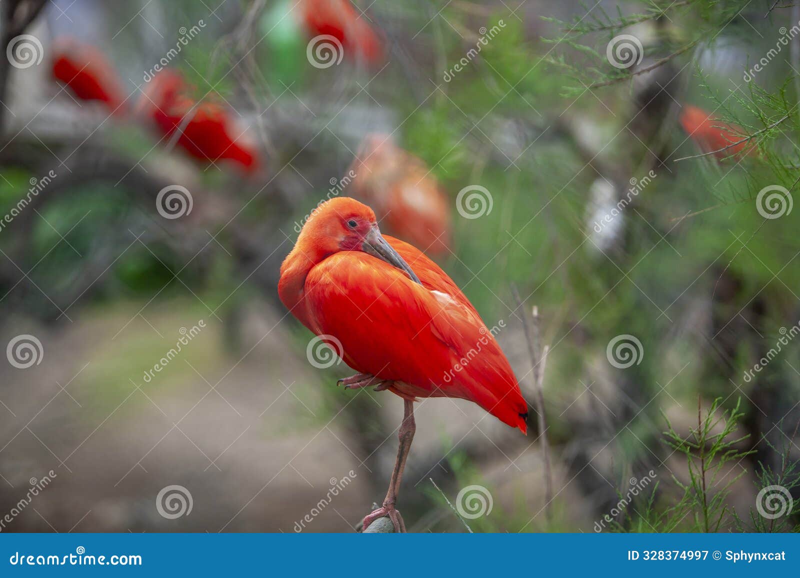 Red Ibis, Scarlet Ibis Eudocimus Ruber Standing on the Leg Stock Image ...