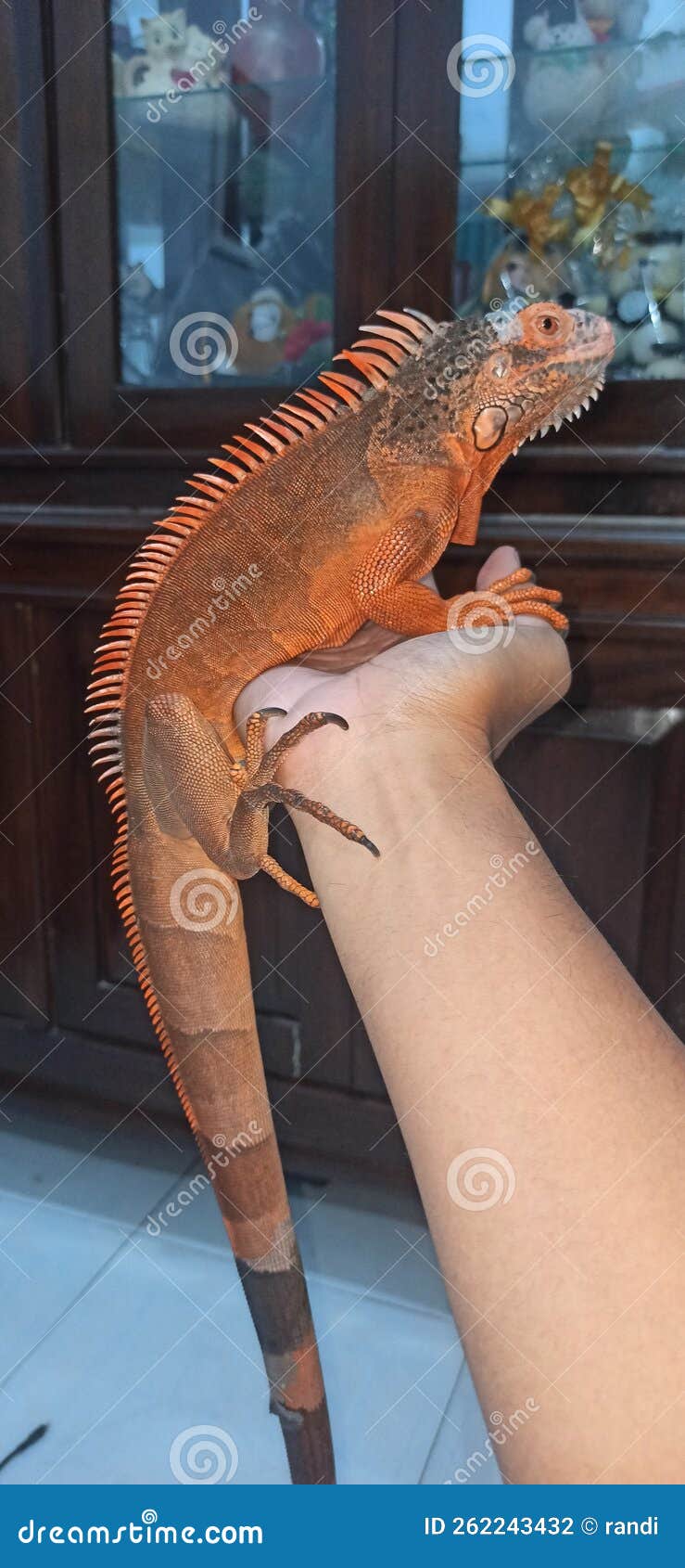 RED IGUANA Iguana Iguanacolumbia Iguanared Reptile Lizard Stock Photo ...