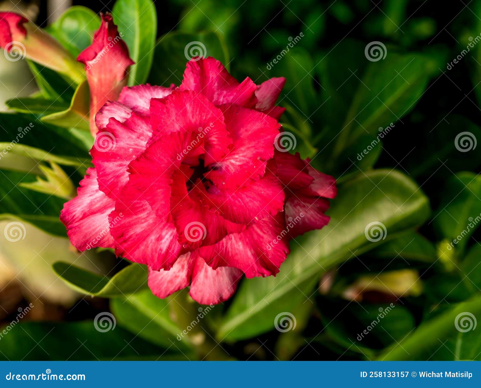 Red Impala Lily Flower Blooming Stock Image - Image of botanical, close ...