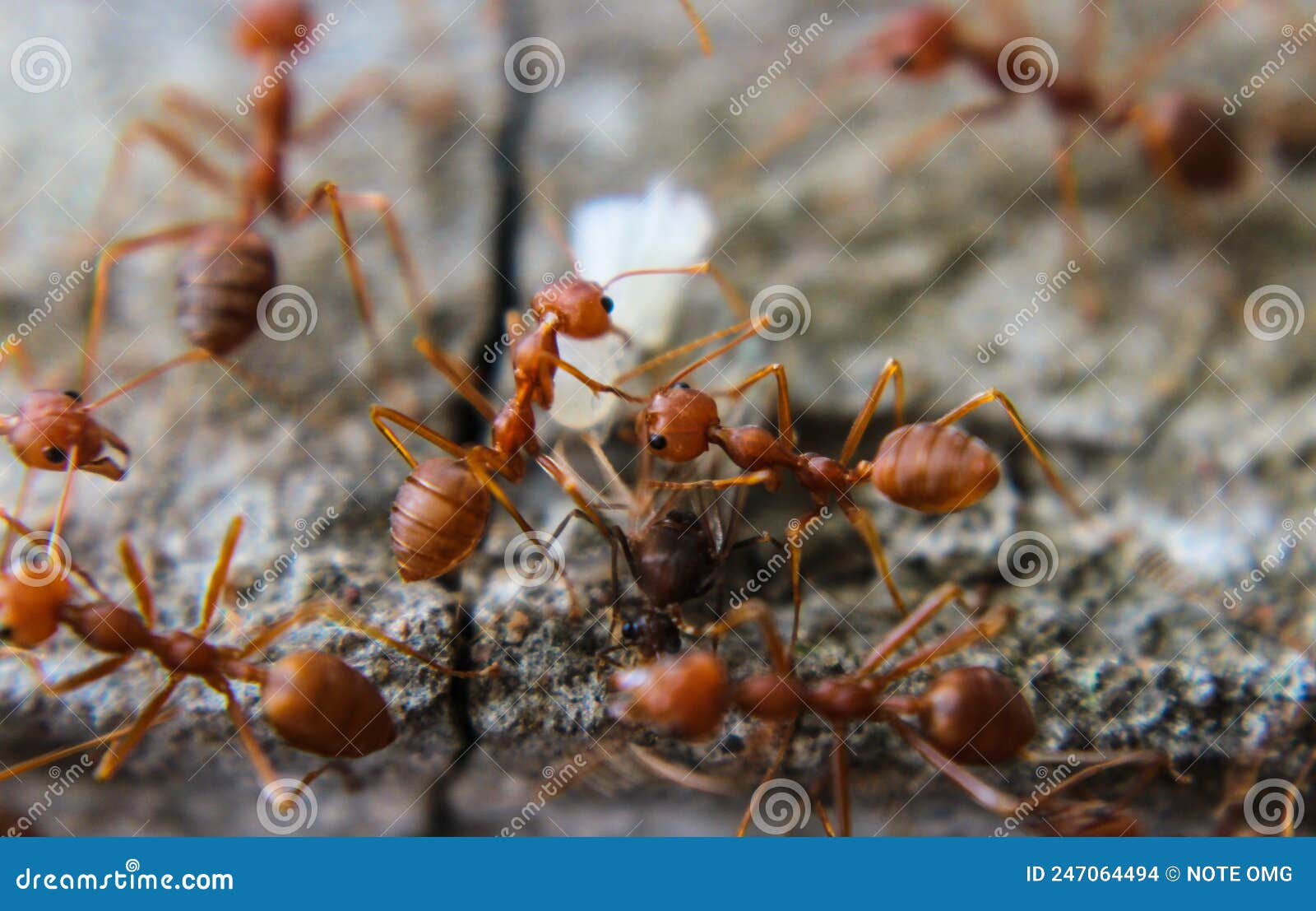 Red Imported Fire Ant,Action of Fire Ant Stock Photo - Image of help ...
