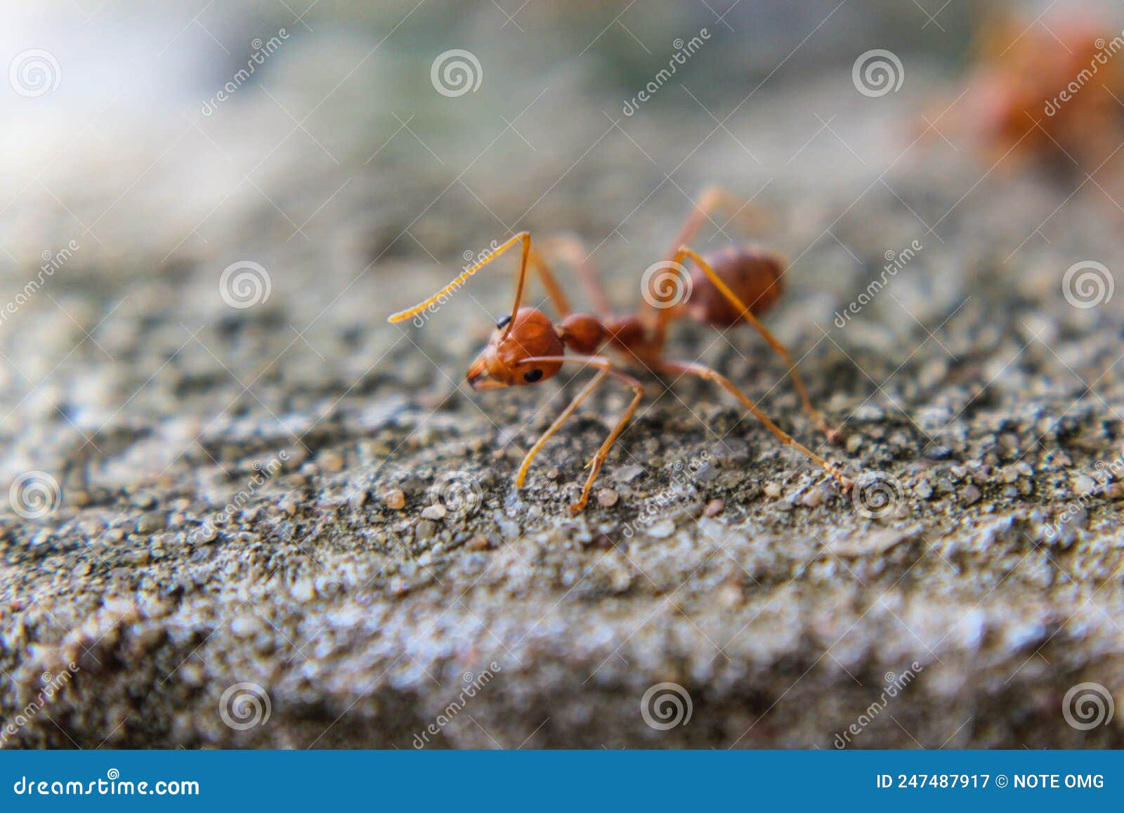 Red Imported Fire Ant,Action of Fire Ant Stock Image - Image of ...