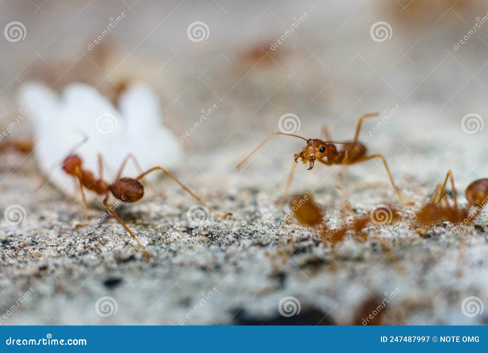 Red Imported Fire Ant,Action of Fire Ant Stock Image - Image of family ...
