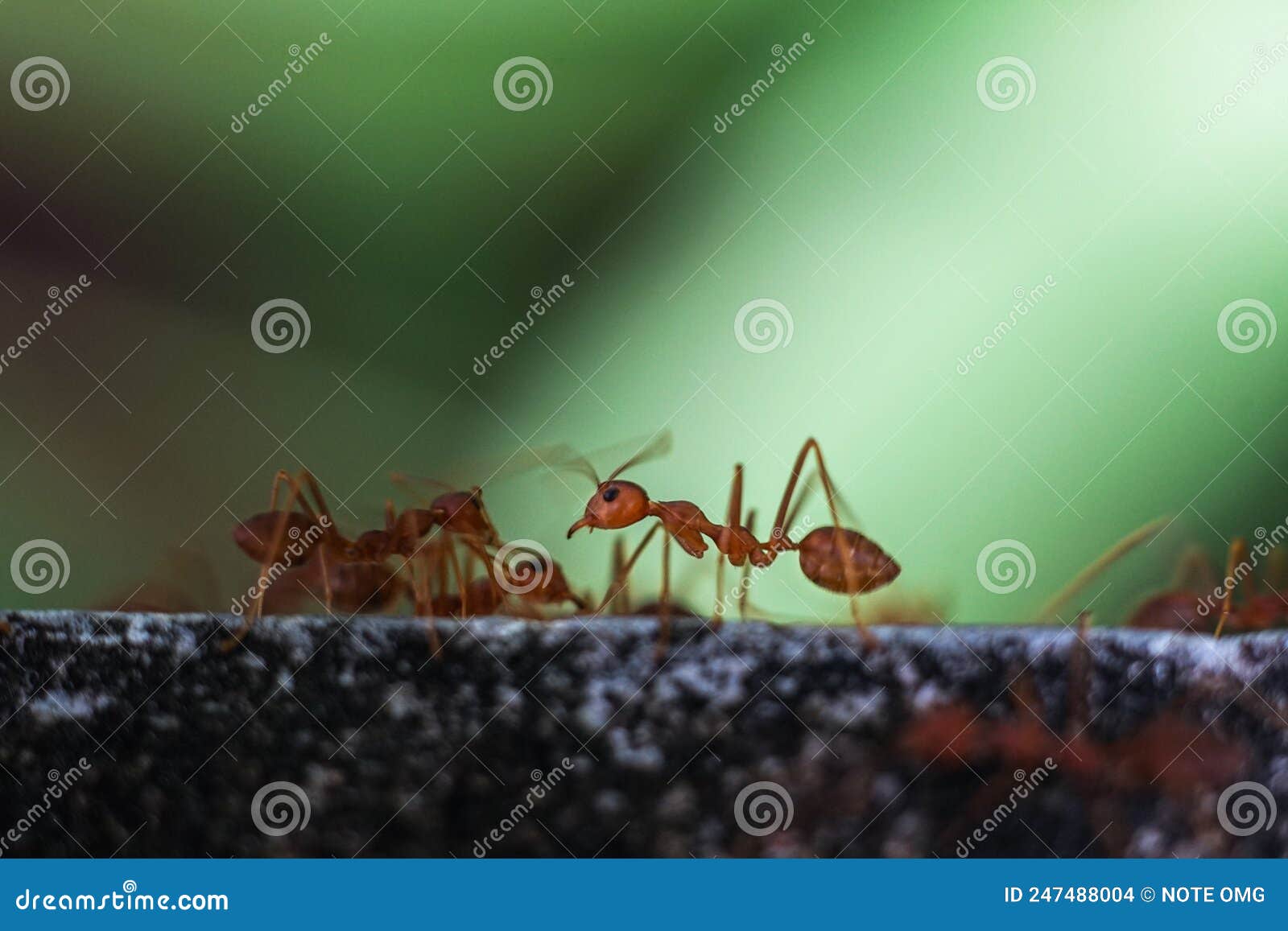 Red Imported Fire Ant,Action of Fire Ant Stock Photo - Image of extreme ...