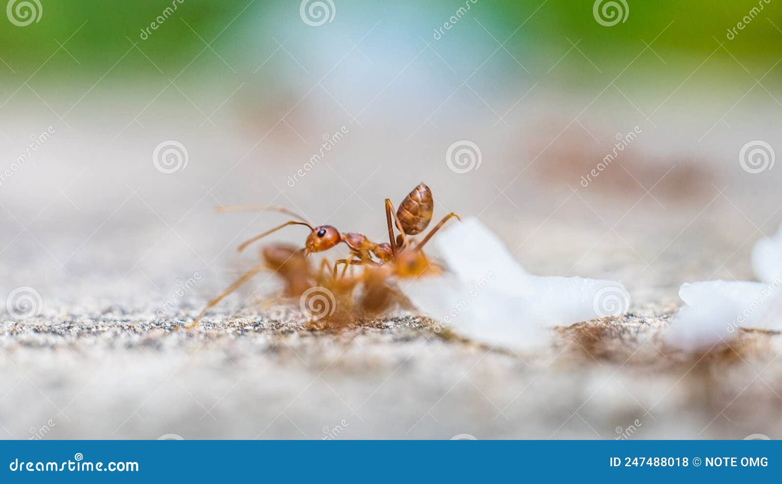 Red Imported Fire Ant,Action of Fire Ant Stock Photo - Image of exert ...