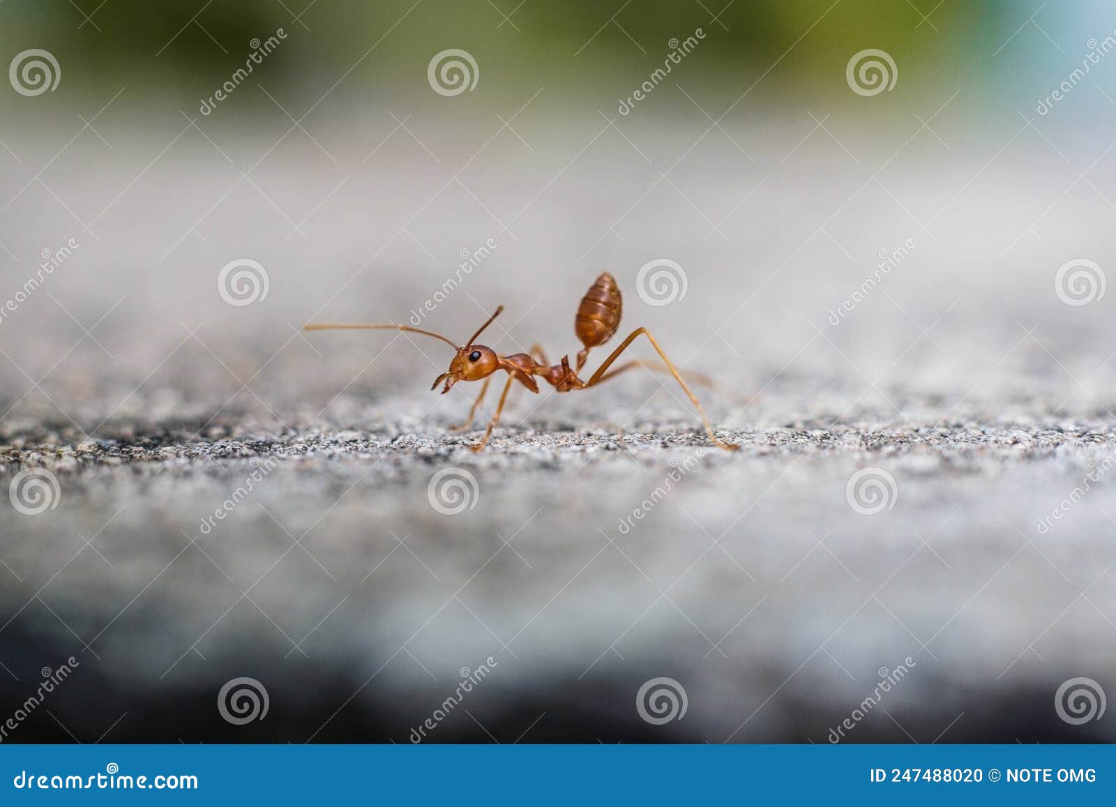 Red Imported Fire Ant,Action of Fire Ant Stock Photo - Image of closeup ...