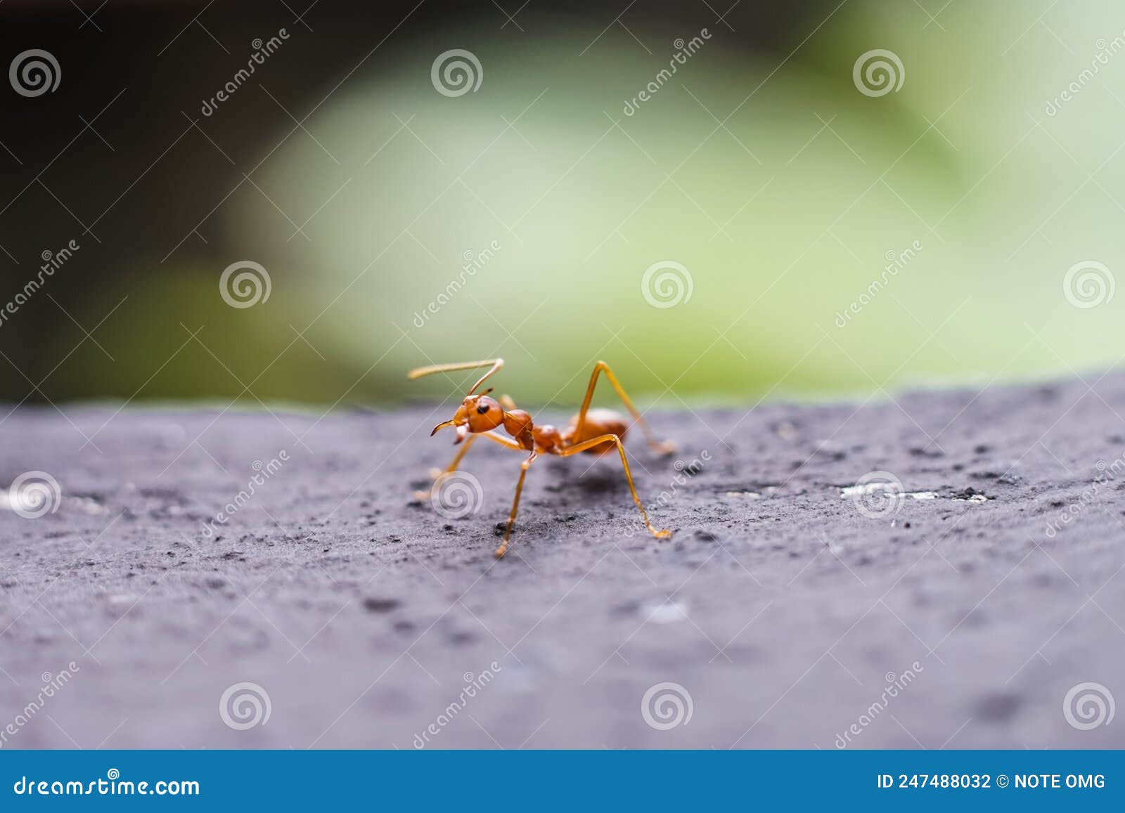 Red Imported Fire Ant,Action of Fire Ant Stock Photo - Image of detail ...