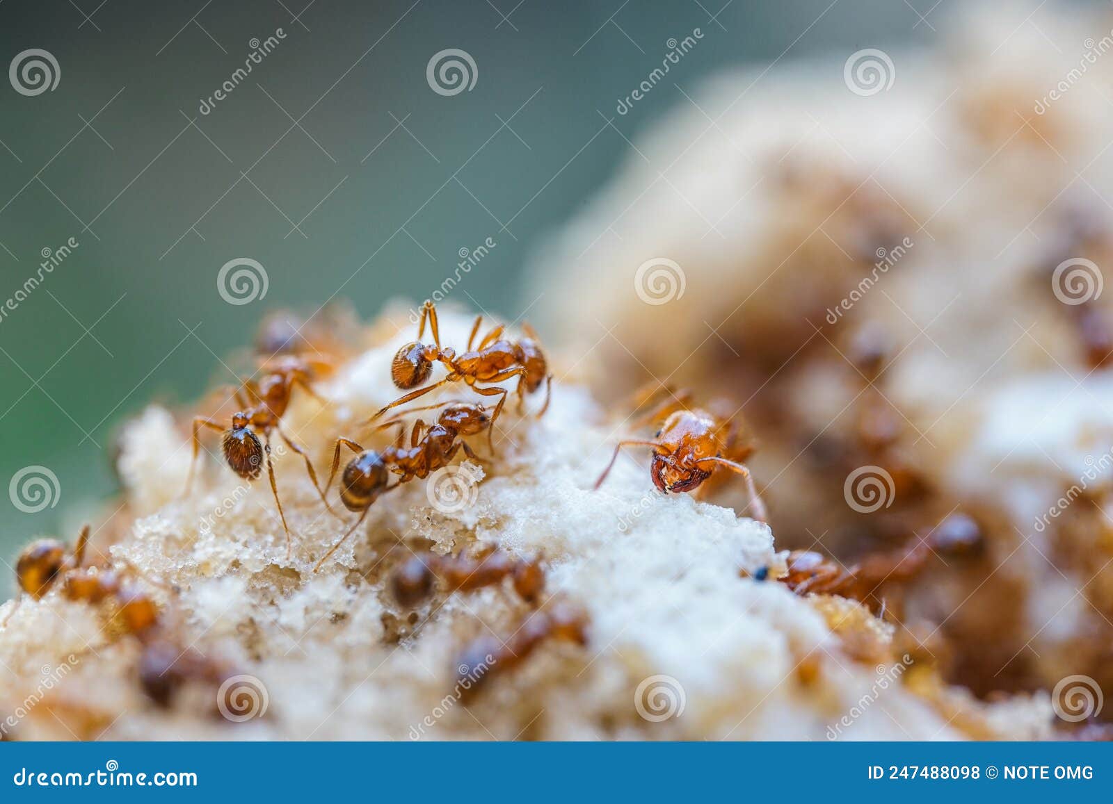 Red Imported Fire Ant,Action of Fire Ant Stock Photo - Image of extreme ...