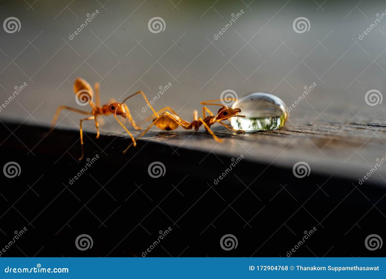 Fire Ants Attack Stock Photos - Free & Royalty-Free Stock Photos from ...