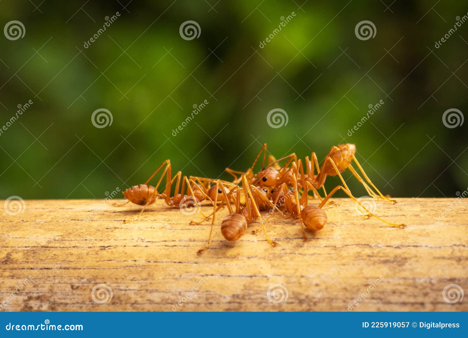 Close Up Of Red Imported Fire Ants (Solenopsis Invicta) Or Simpl ...