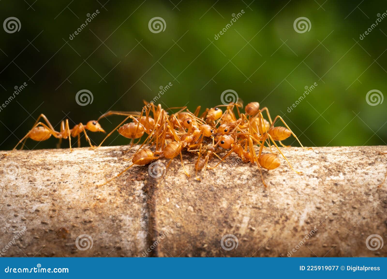 The red Imported Fire Ant & X28;Solenopsis Invicta& X29; Stock ...