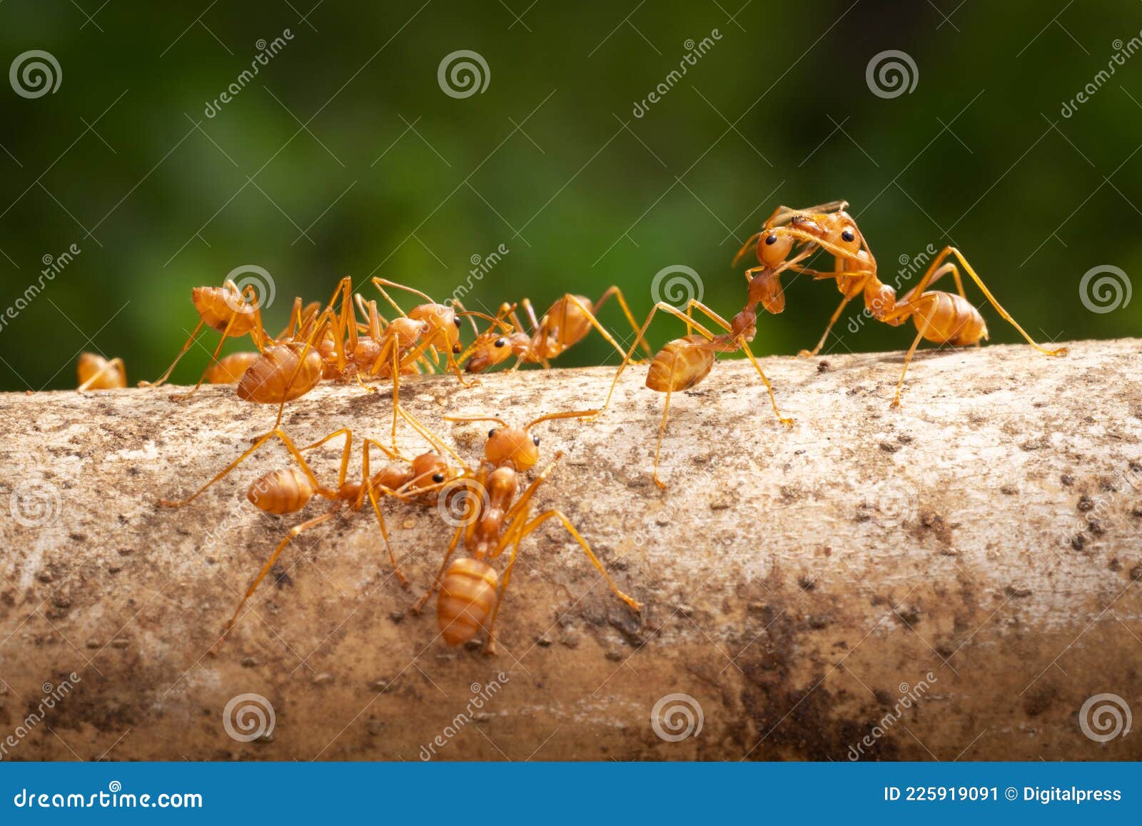 Red Imported Fire Ant stock image. Image of imported - 225919091