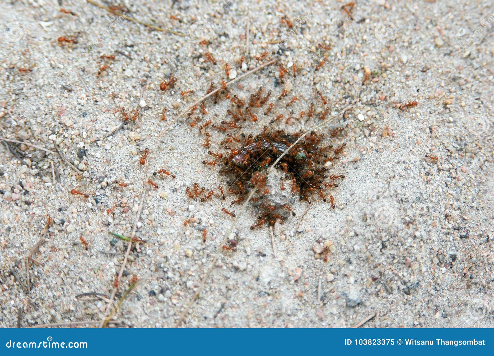 Red Imported Fire Ant Eating Worm. Stock Image - Image of worker, food ...