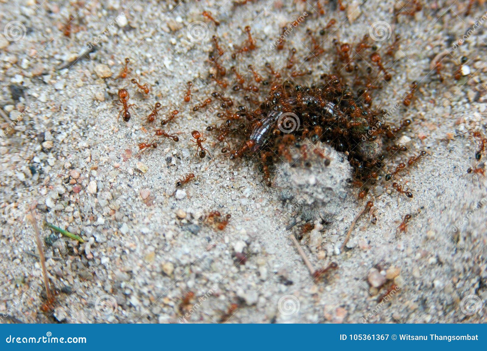 Red Imported Fire Ant Eating Worm. Stock Image - Image of imported ...