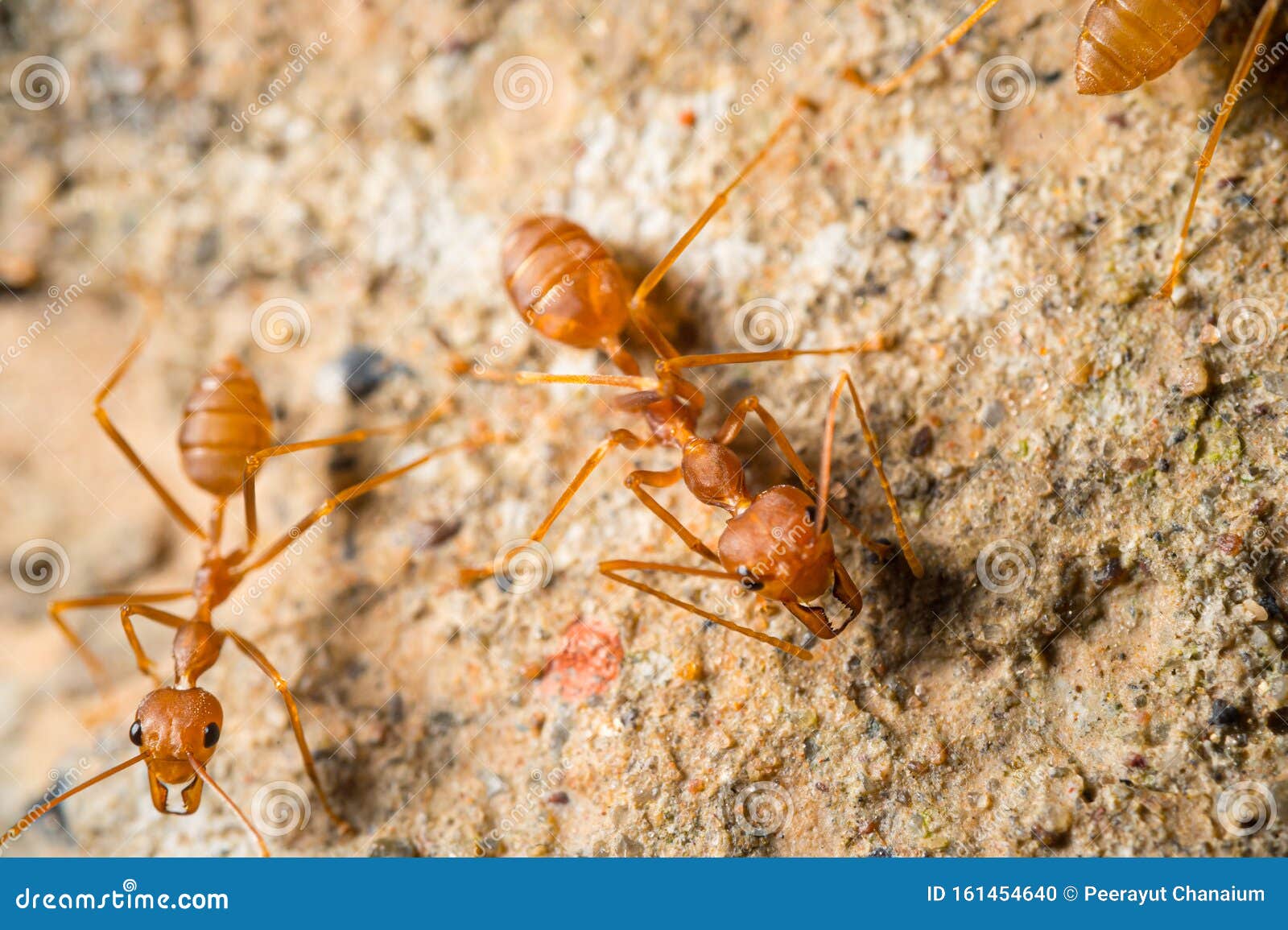 Red Imported Fire Ants Solenopsis Invicta Or Simply RIFA Take Royalty ...