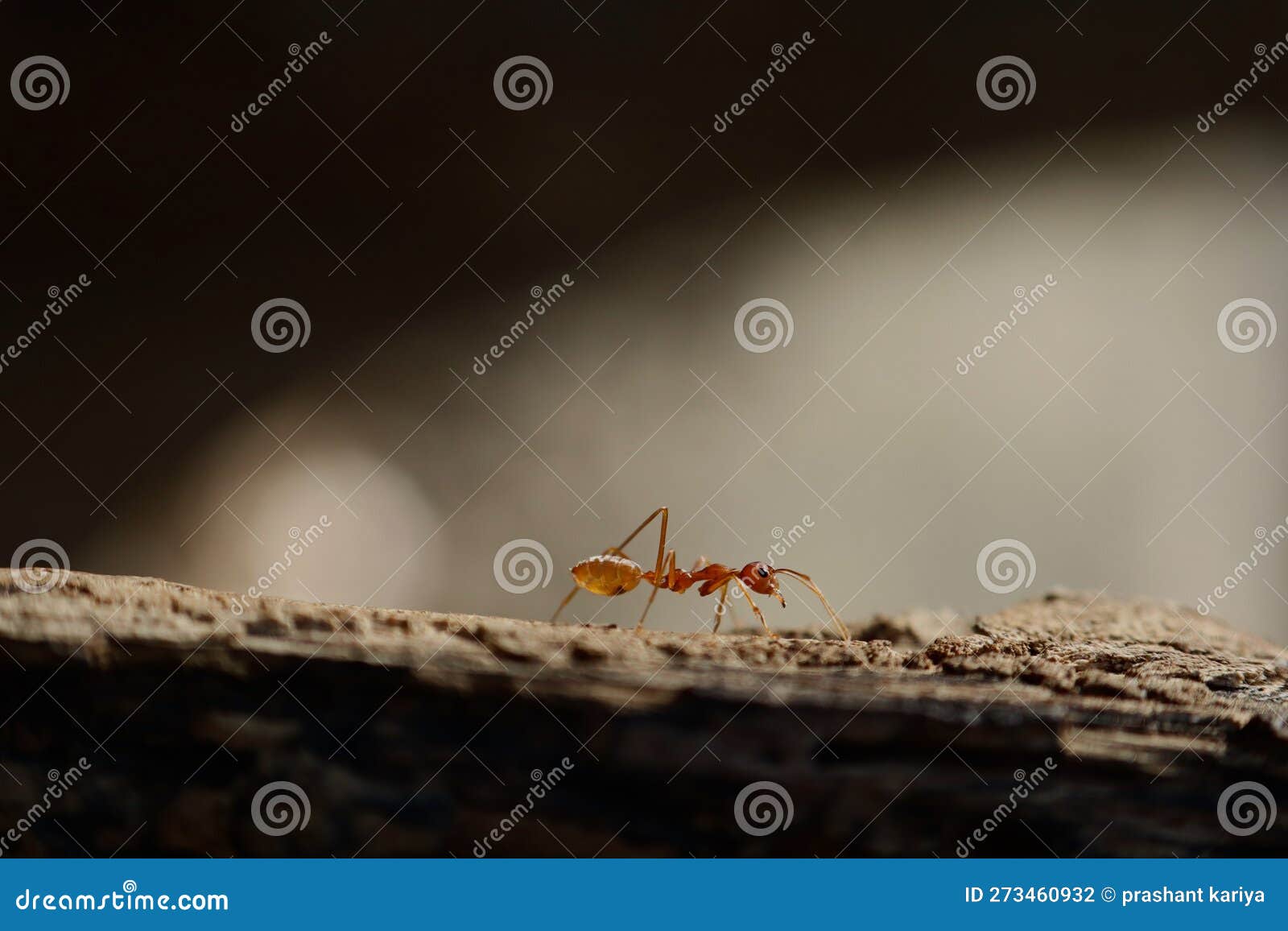 Red Imported Fire Ant Landscape Macro Stock Photo - Image of animal ...