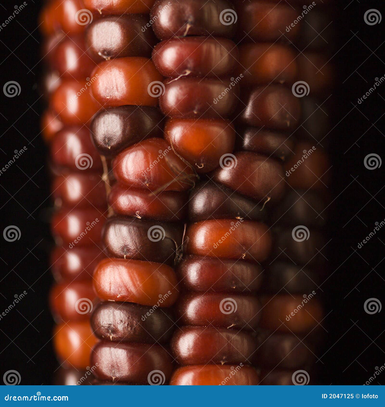 Red Indian corn. stock image. Image of close, photograph - 2047125