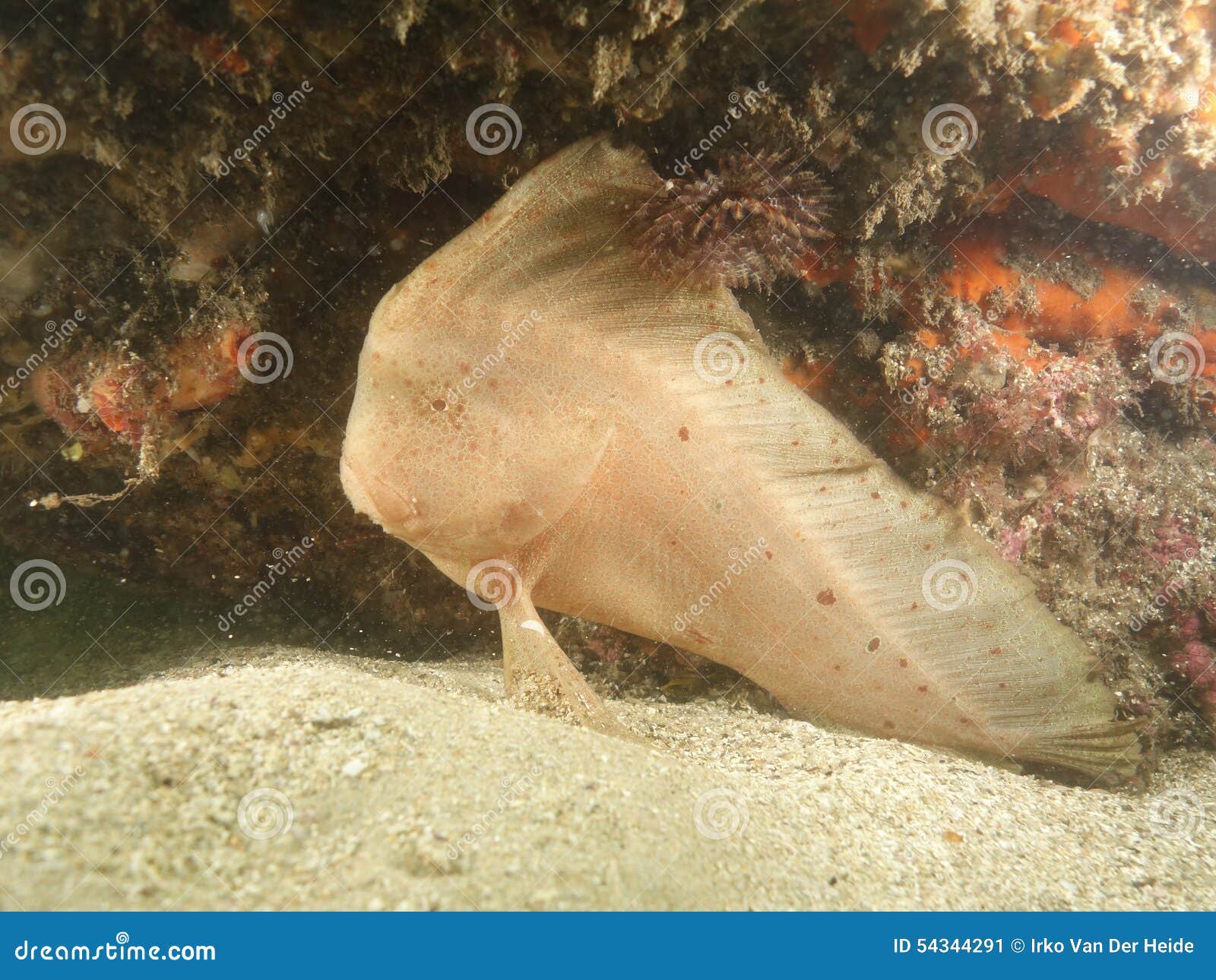 Red Indian fish stock image. Image of australia, indianfish - 54344291