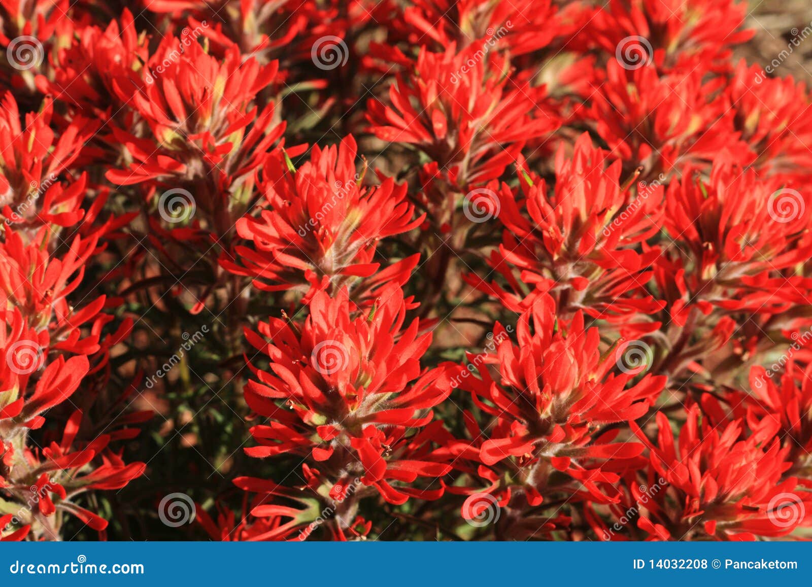 Red Indian Paintbrush Wildflowers At Yankee Boy Basin, Mount Sneffels ...