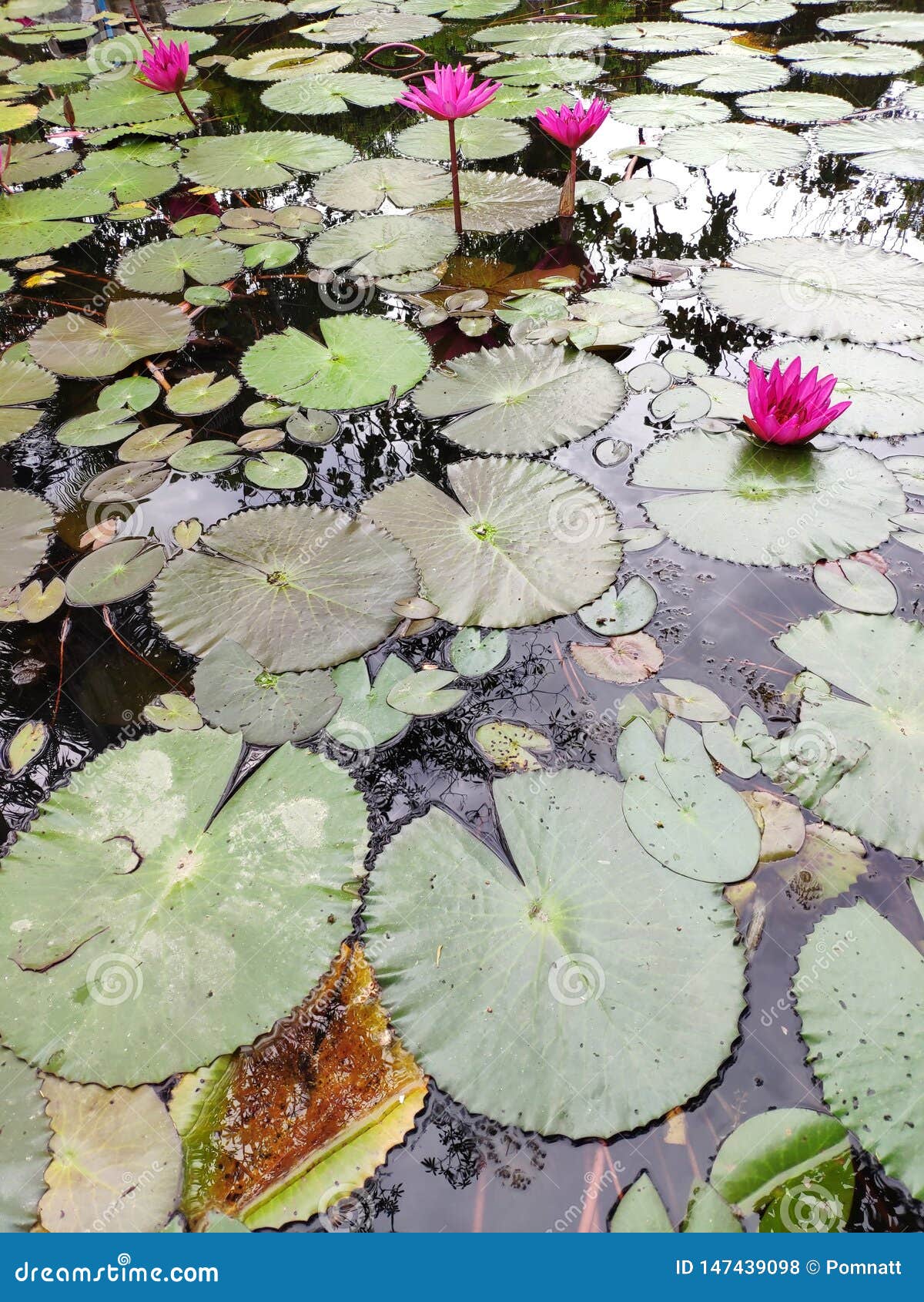 Red indian water lily stock photo. Image of water, swamp - 147439098