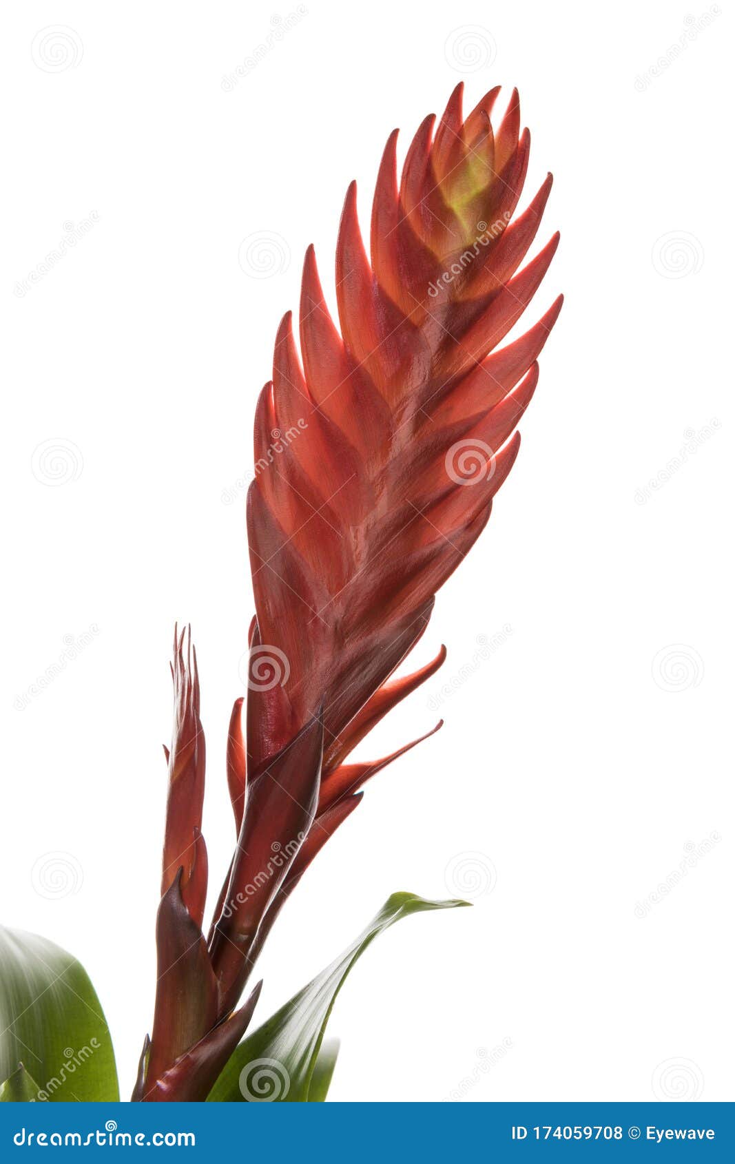 Red Inflorescence of Vriesea Bromeliad Flower Isolated on White Stock ...