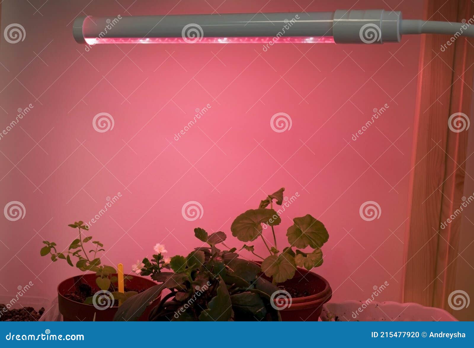 Red Infrared Light Over Plants in the Lab Stock Photo - Image of ...