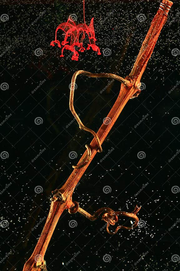 Red ink drop in water stock photo. Image of unique, colors - 2638656