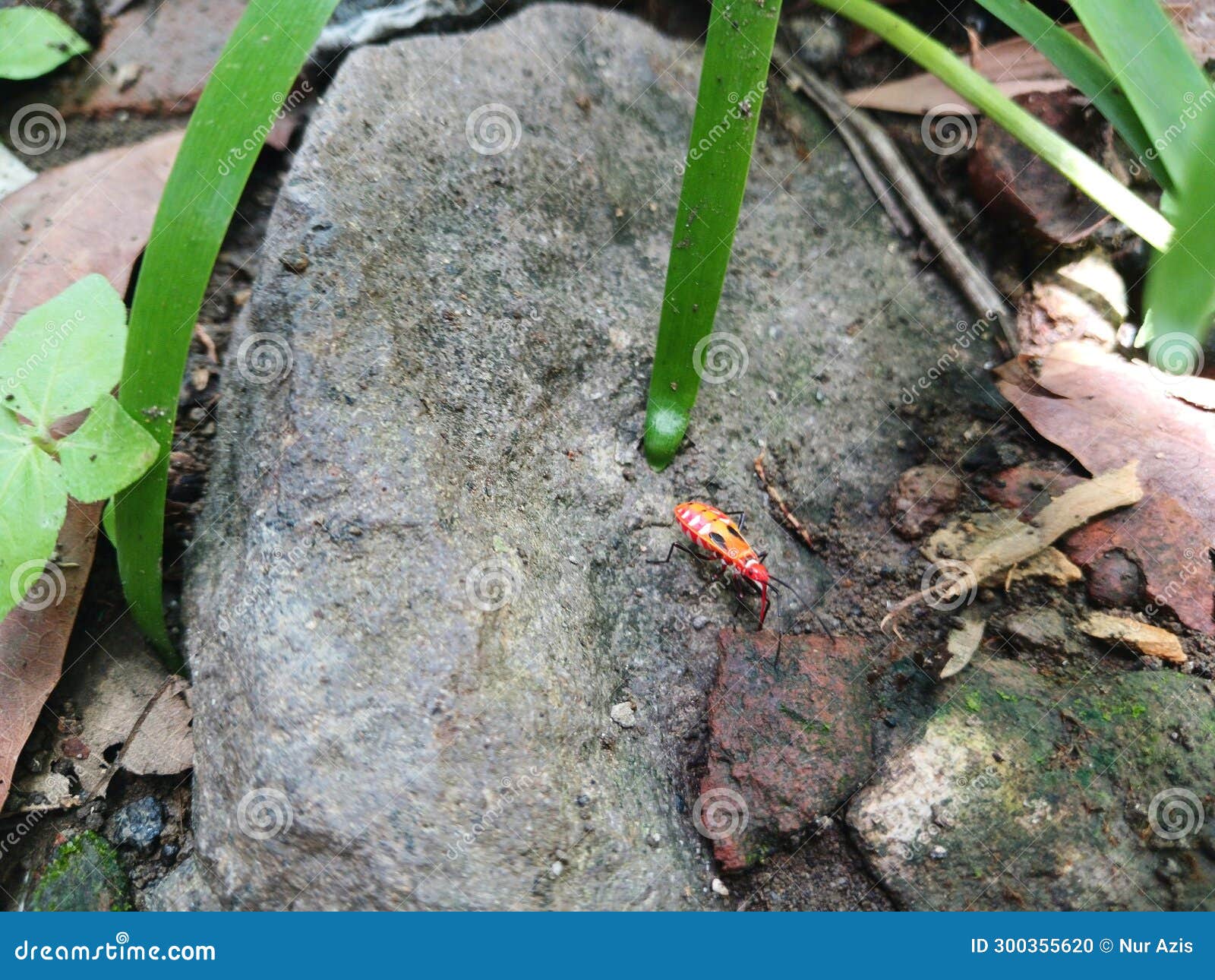 Red Insect on Big Natural Stone. Red Insect Stock Photo - Image of ...