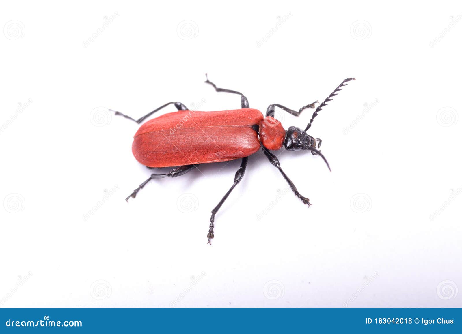 Insect with Black Mustache on a White Background Stock Photo - Image of ...