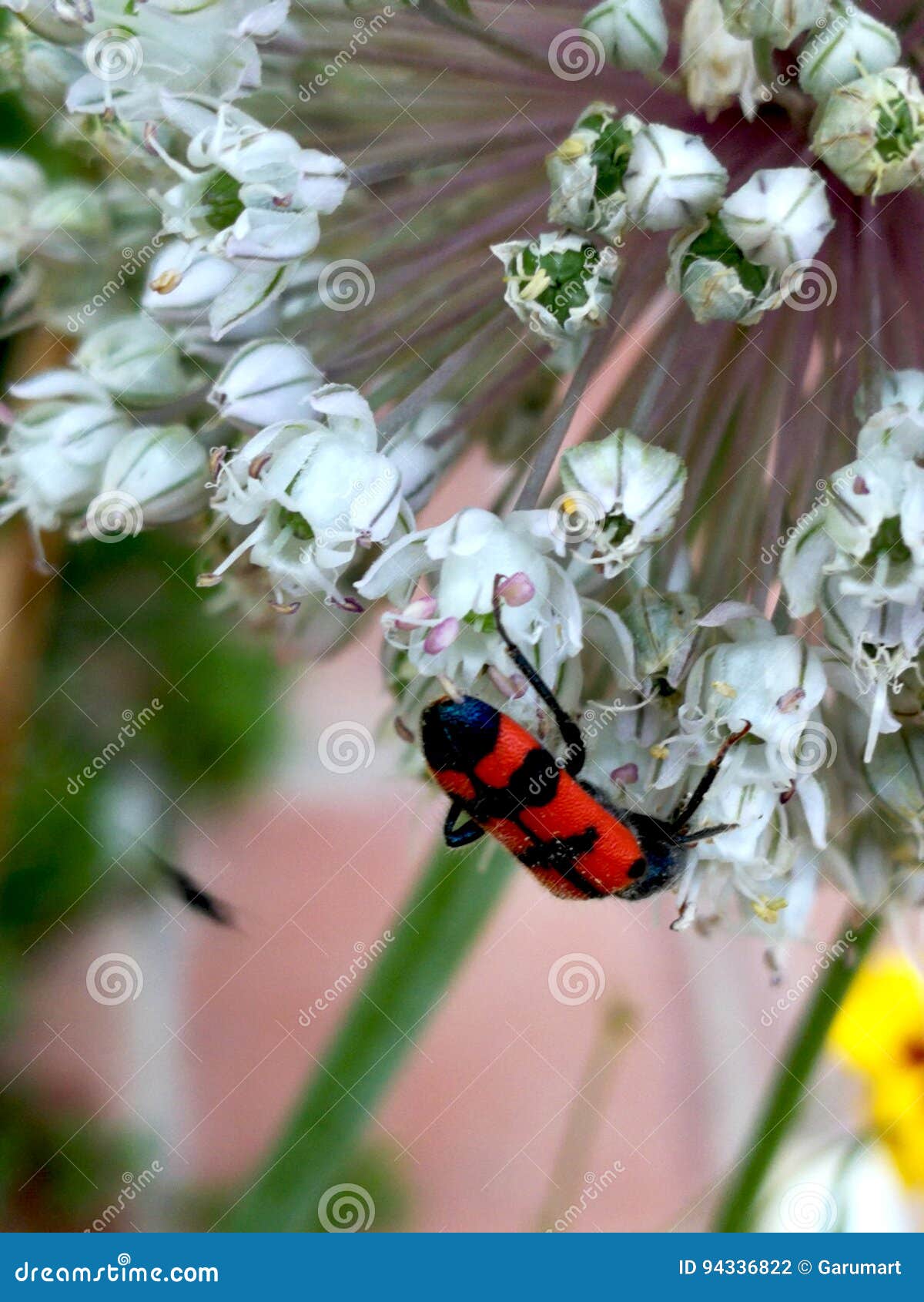 Red Insect with Black Spots Stock Photo - Image of white, summer: 94336822