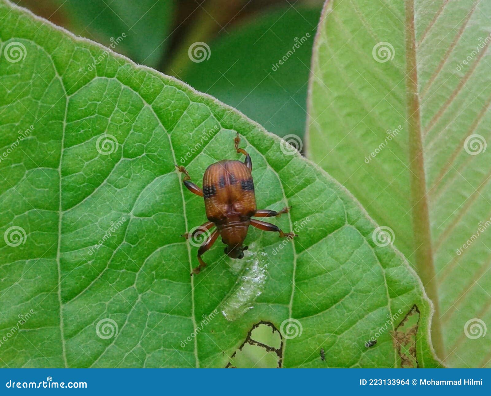 Red Insect Beetle Eating Guava Leaves Stock Photo - Image of green ...