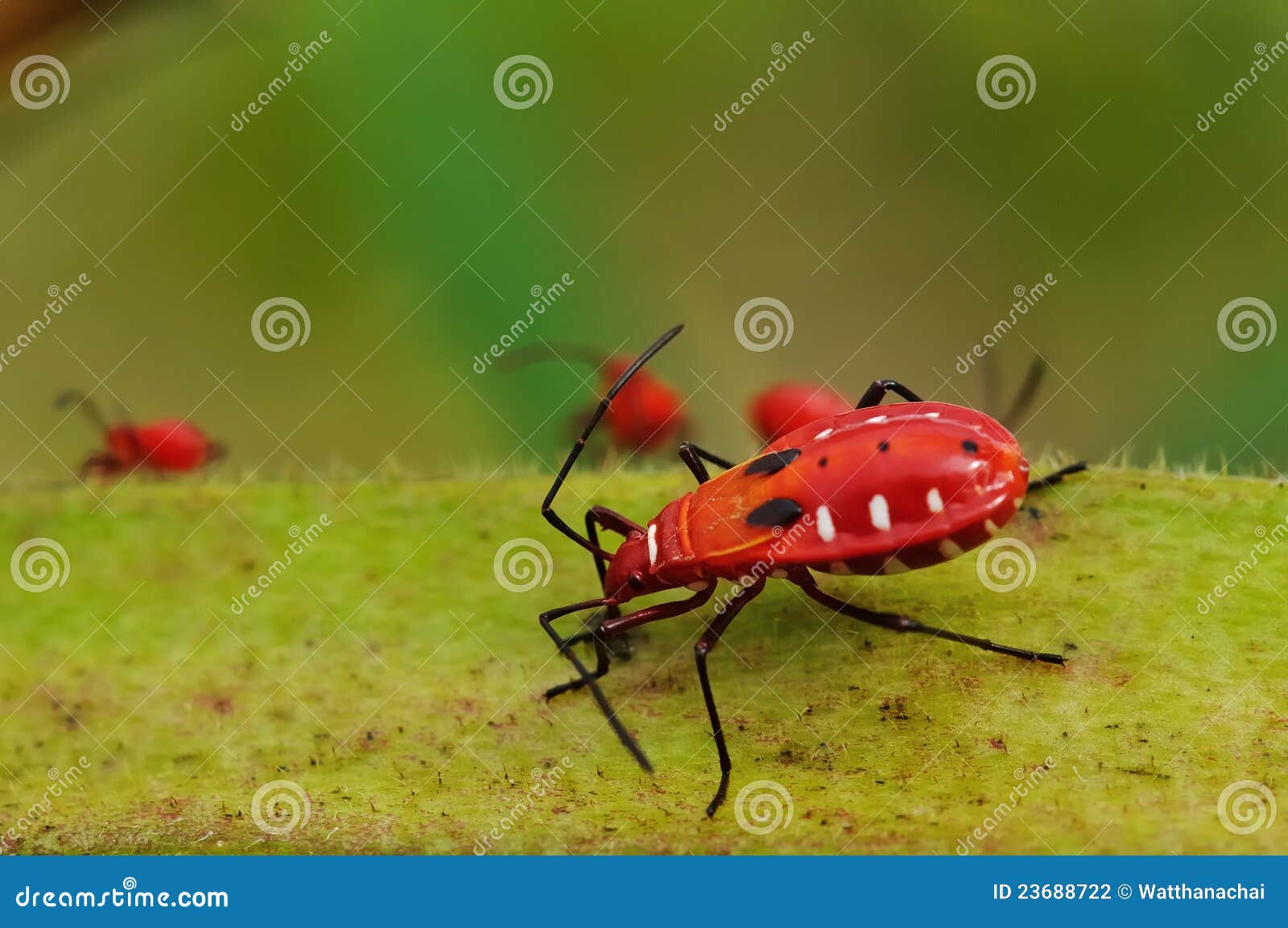 Red Insect Feeding Nutrient on Okra. Stock Photo - Image of green ...