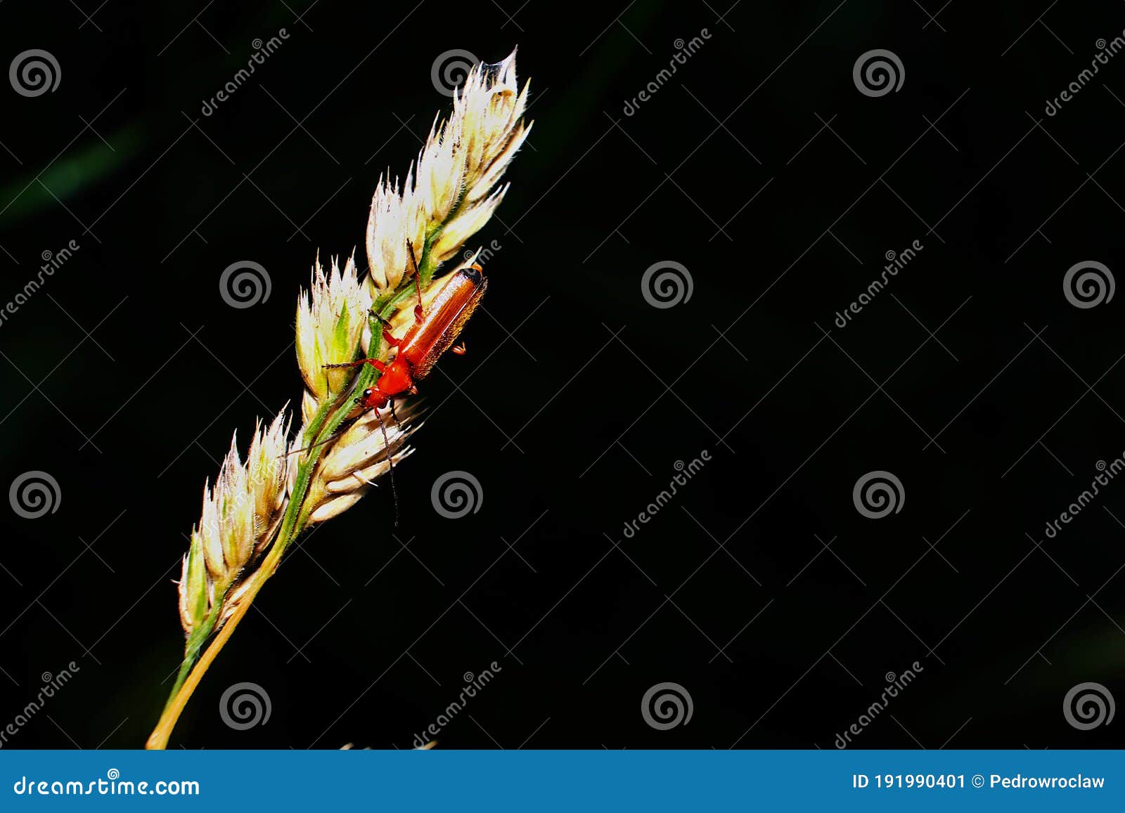 A Red Insect on the Field Grass. Stock Image - Image of dark, wildlife ...