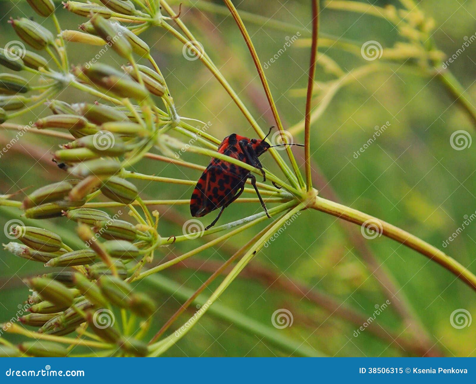 Red insect in the grass stock image. Image of tree, leave - 38506315